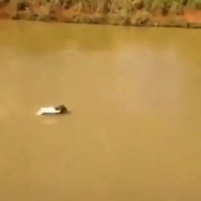 VOCÊ VIU? Vídeo mostra cachorro capturando peixes