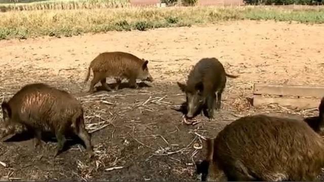 Ataques de javalis e porcos selvagens destroem lavouras de milho em MT ...